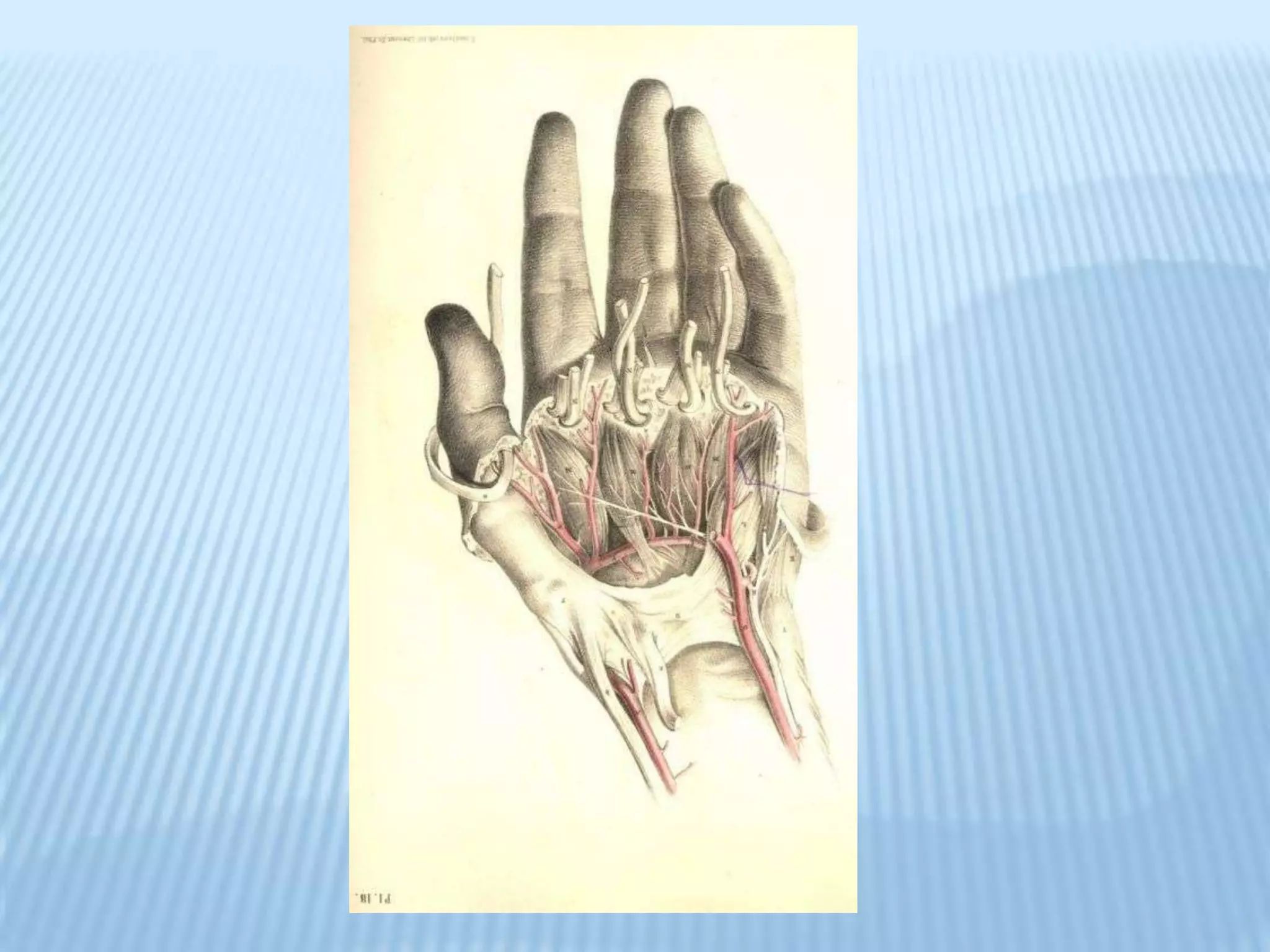 Palmar arterial arches | PPTX