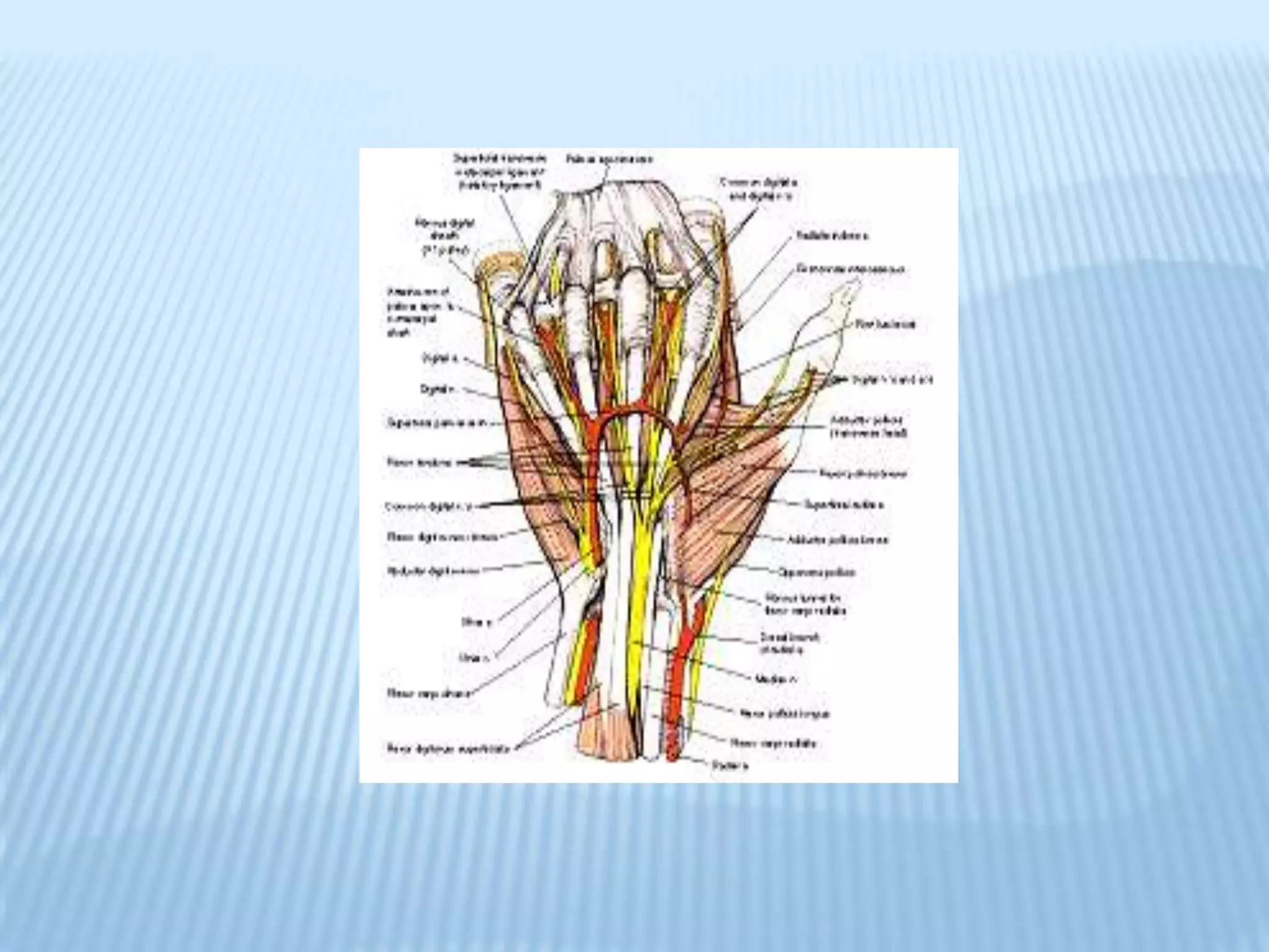 Palmar arterial arches | PPTX