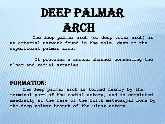 Palmar arterial arches | PPTX | Death, Injury, or Military Conflict ...