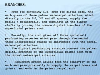 Palmar arterial arches | PPTX