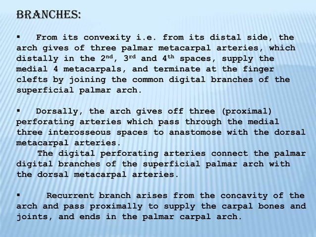 Palmar arterial arches | PPTX | Death, Injury, or Military Conflict ...