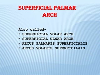 Palmar arterial arches | PPTX