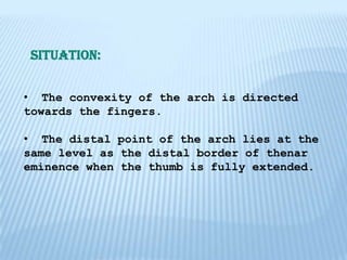 Palmar arterial arches | PPTX