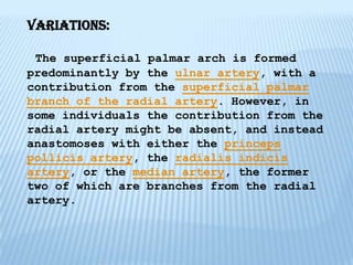 Palmar arterial arches | PPTX