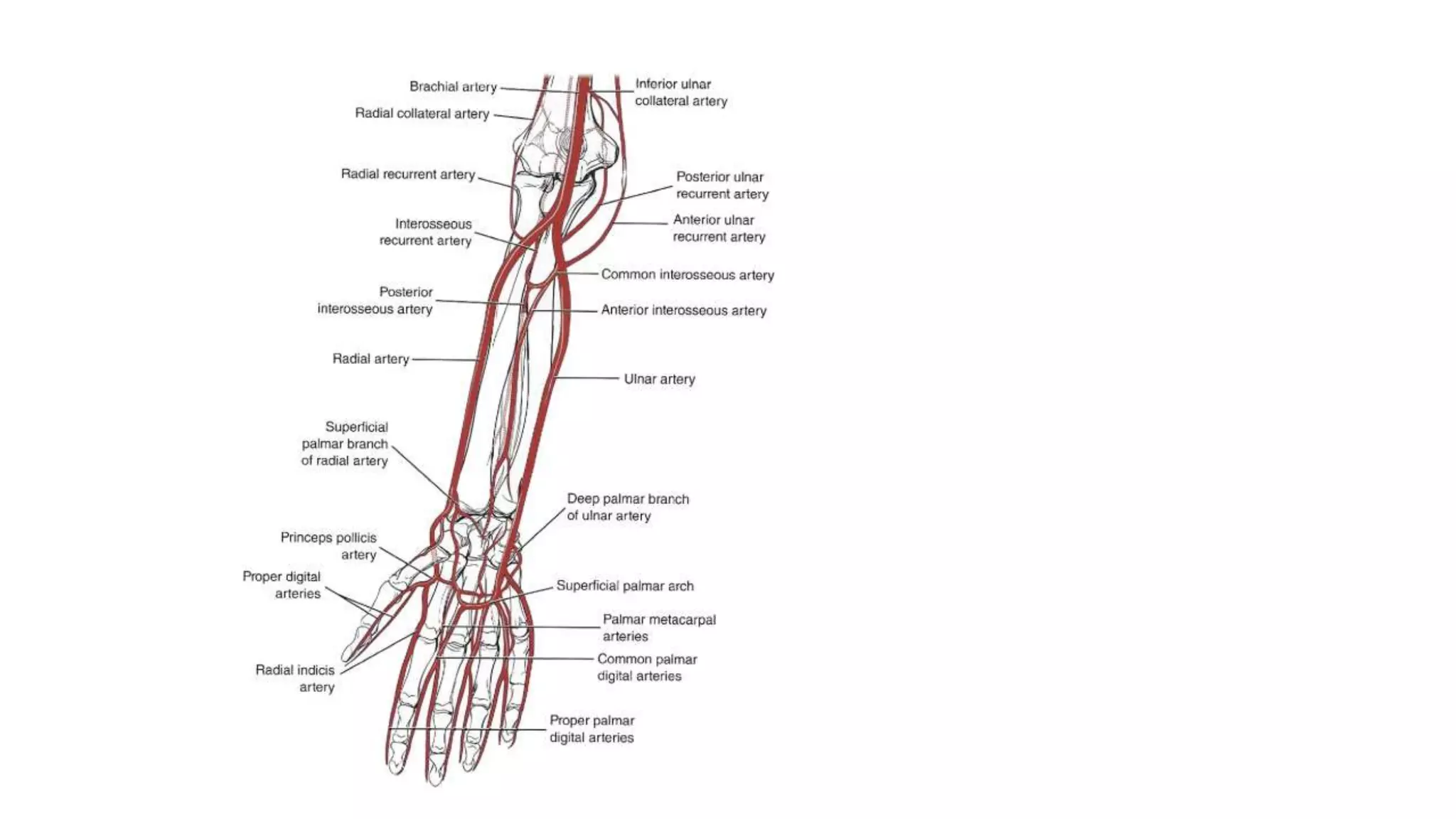 palmar arches.ppt