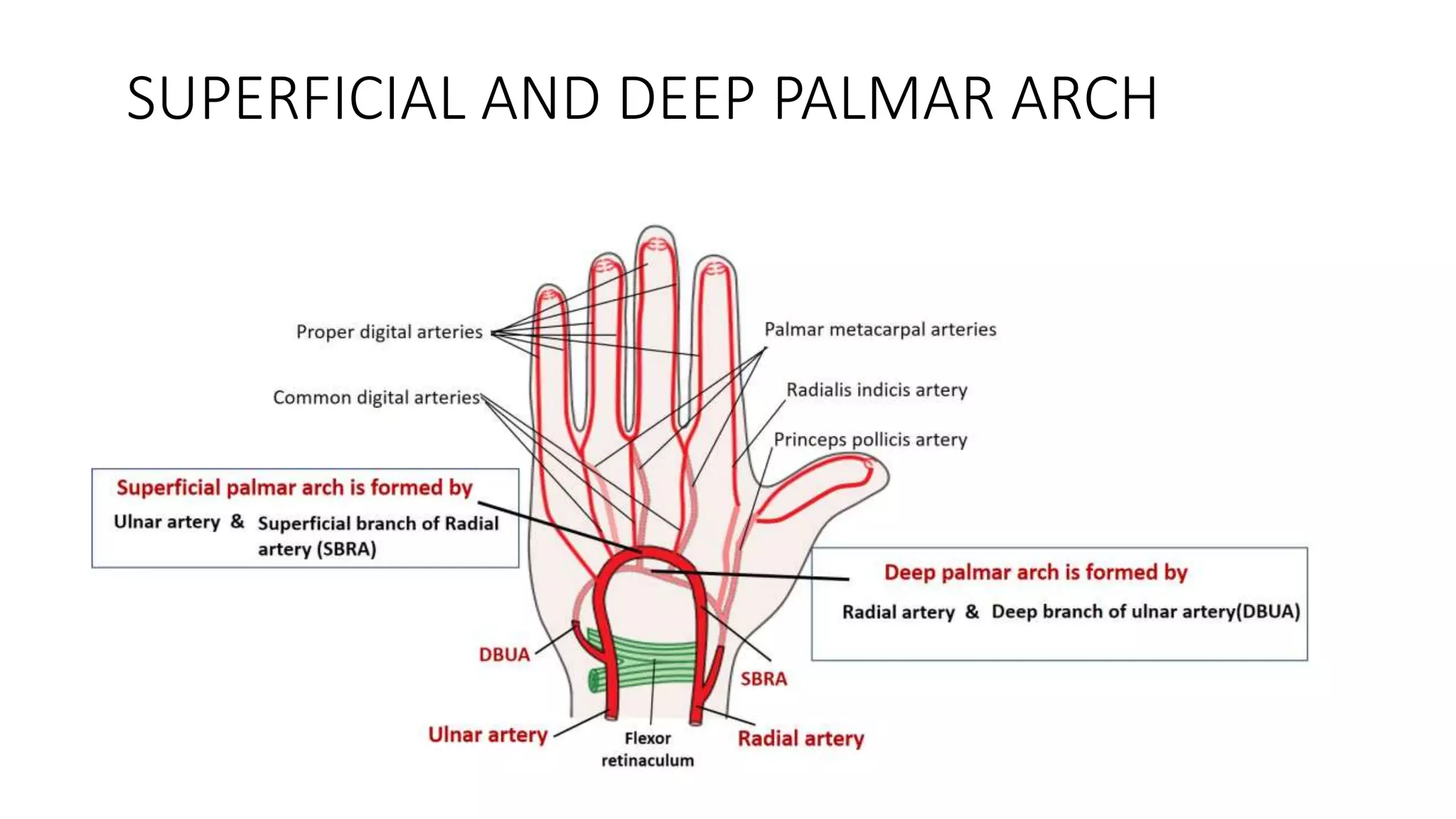 palmar arches.ppt