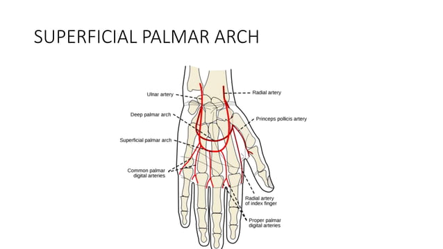 palmar arches.ppt