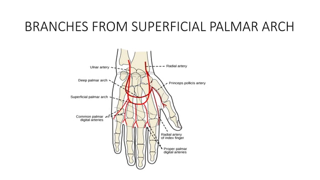 palmar arches.ppt
