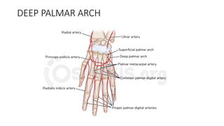 palmar arches.ppt