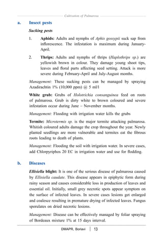 Palmarosa. Palmarosa (Cymbopogon martinii) is a perennial grass species ...