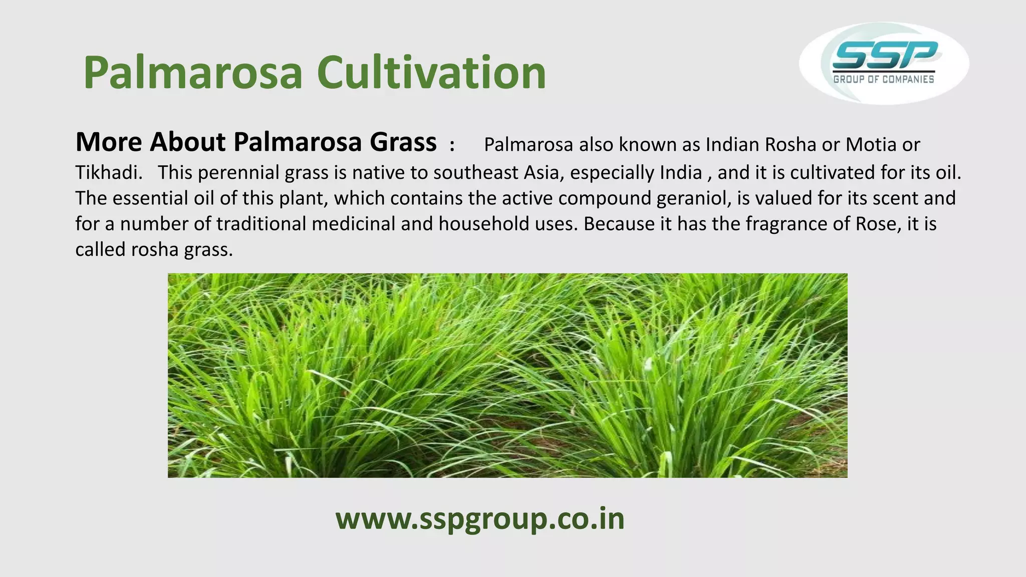 Palmarosa Cultivation by sspgroup | PDF