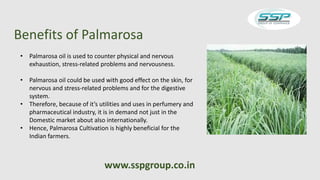 Palmarosa Cultivation by sspgroup | PDF