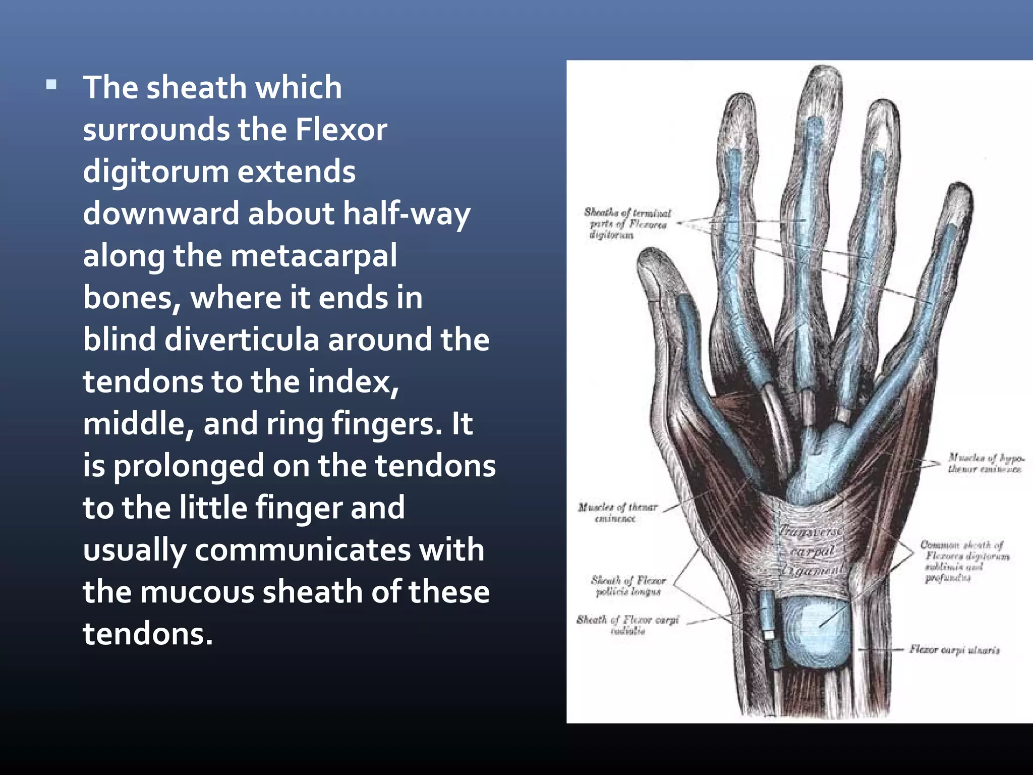 Palmar spaces - Types / contents | PPT