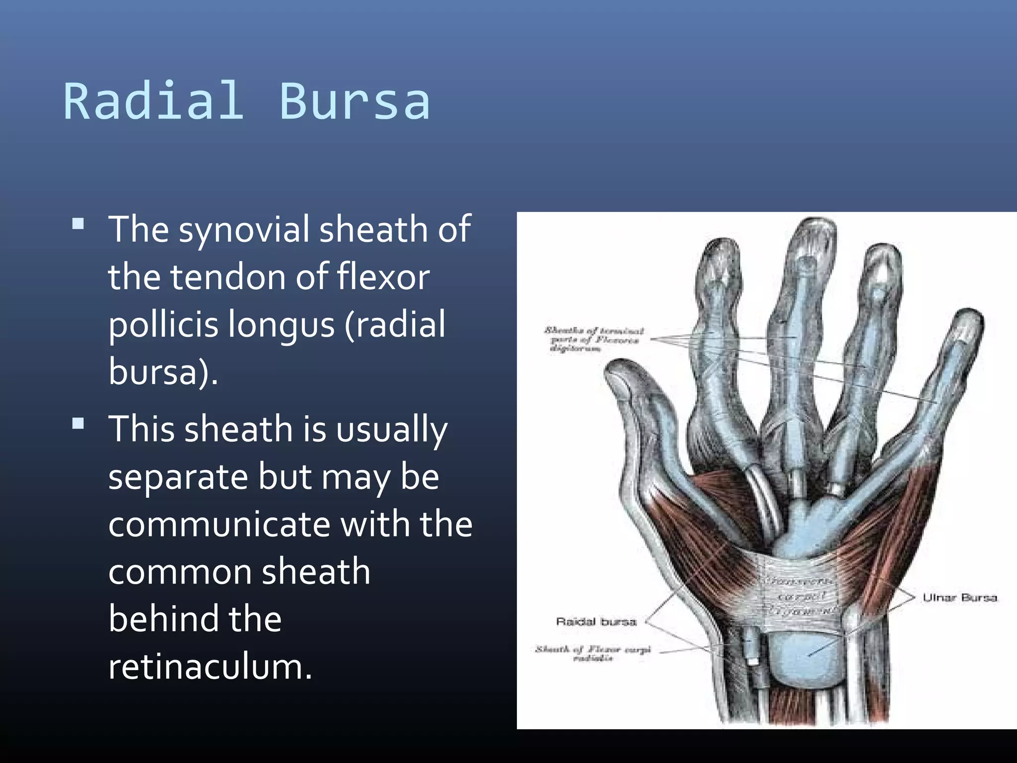 Palmar spaces - Types / contents | PPT