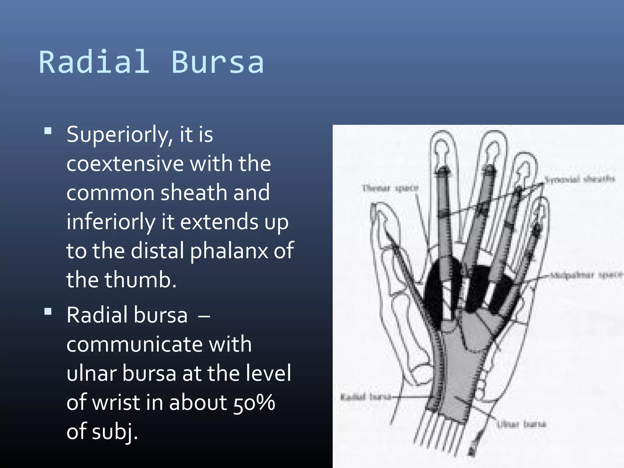 Palmar spaces - Types / contents | PPT