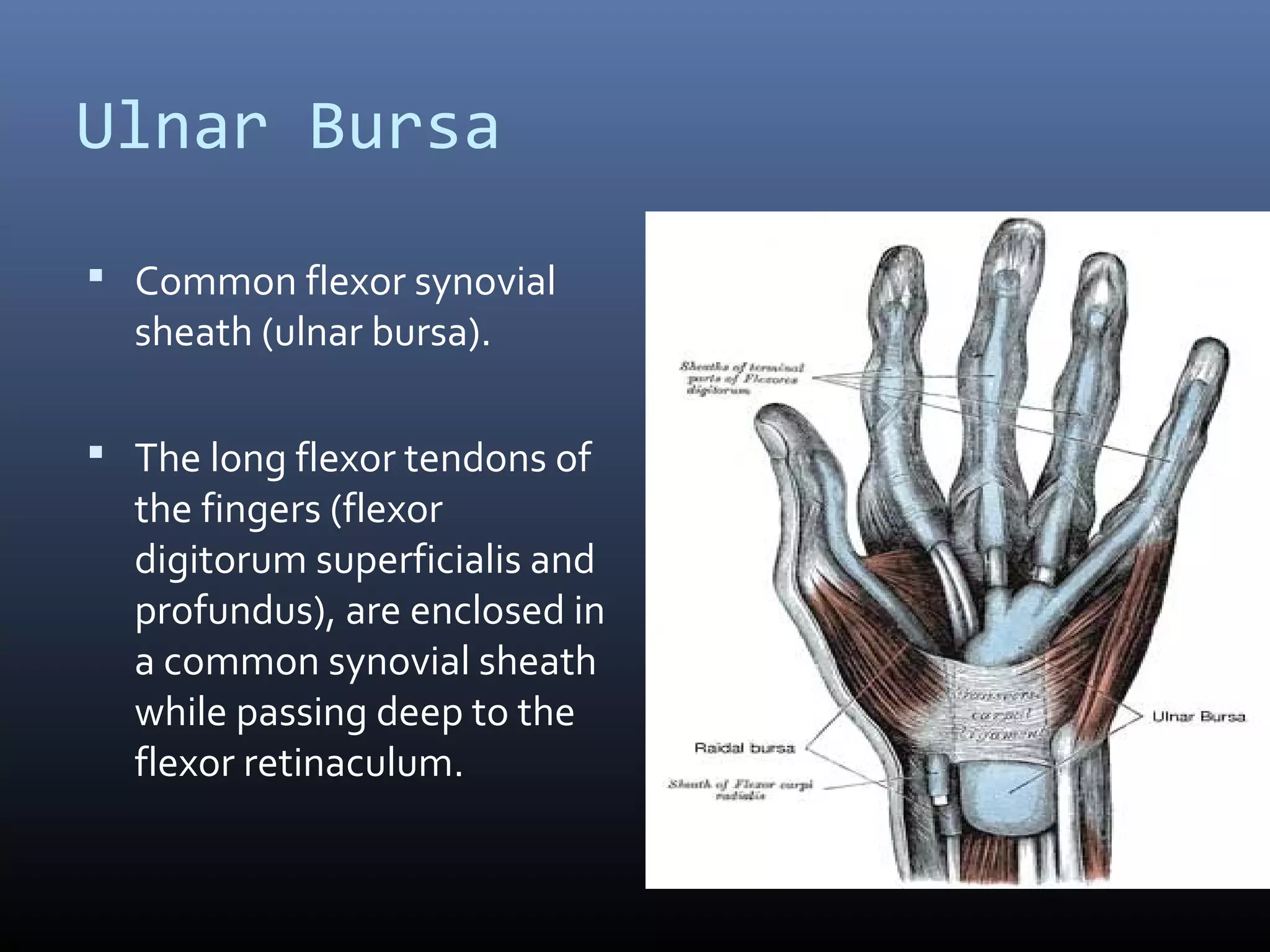 Palmar spaces - Types / contents | PPT