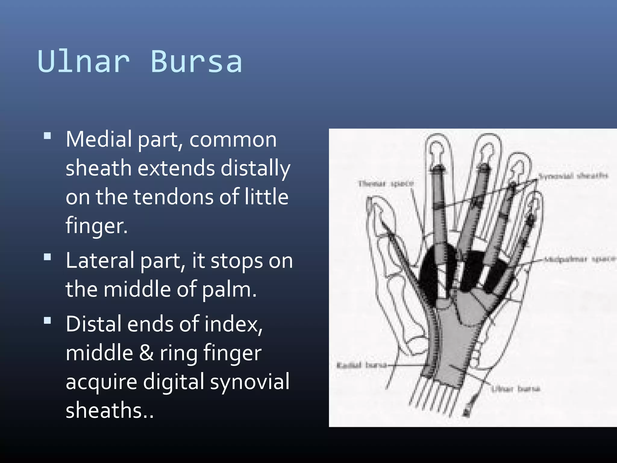 Palmar spaces - Types / contents | PPT