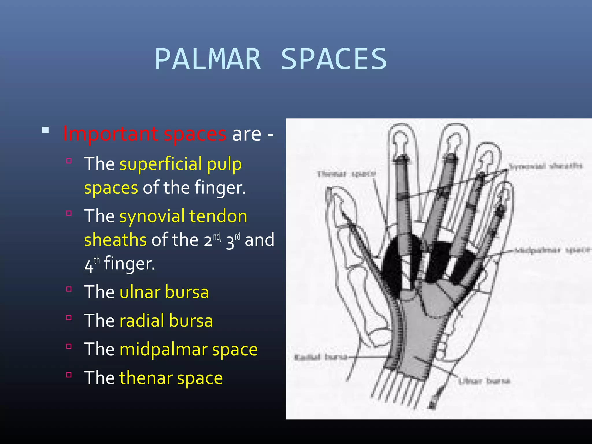 Palmar spaces - Types / contents | PPT