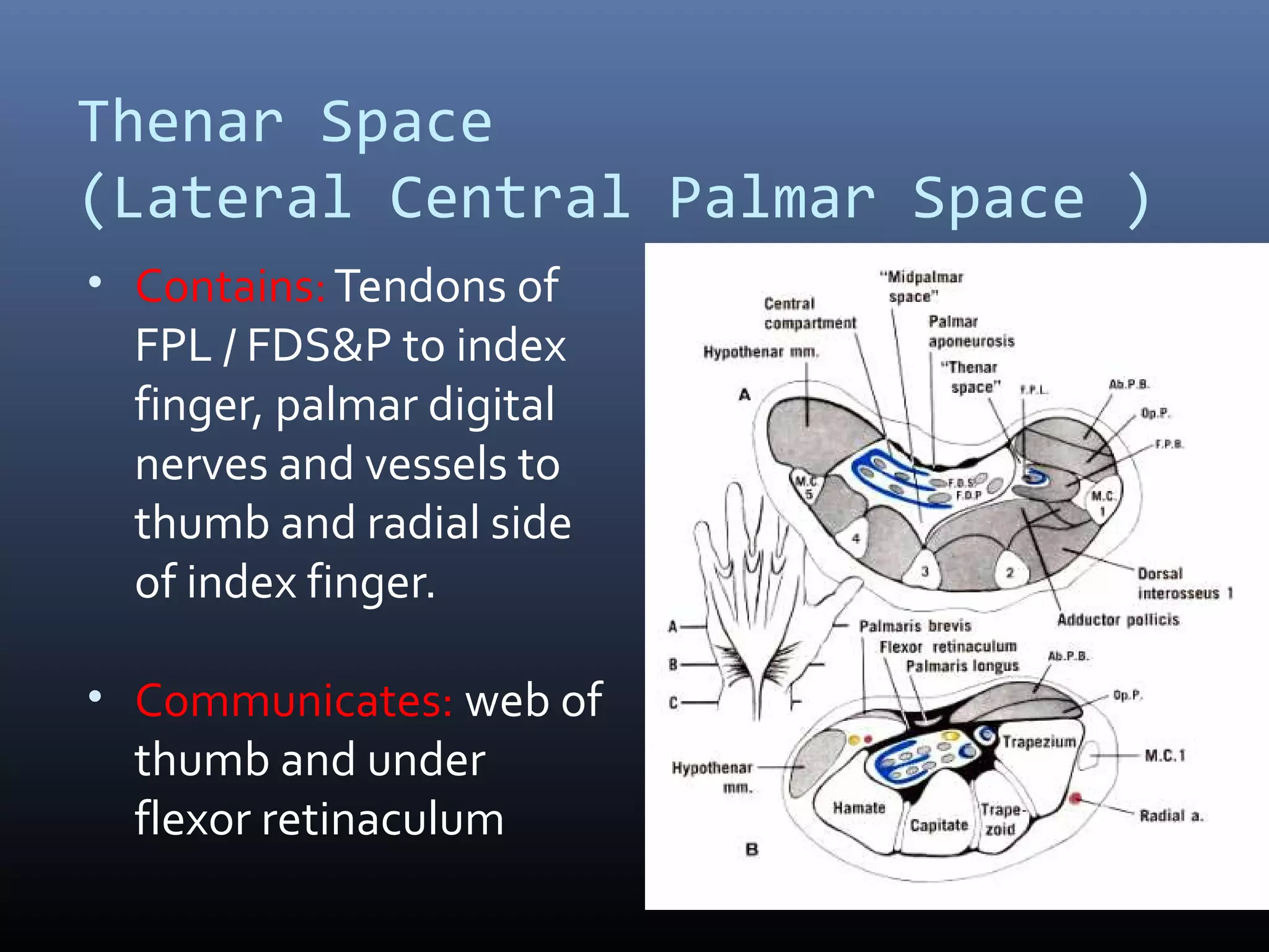 Palmar spaces - Types / contents | PPT