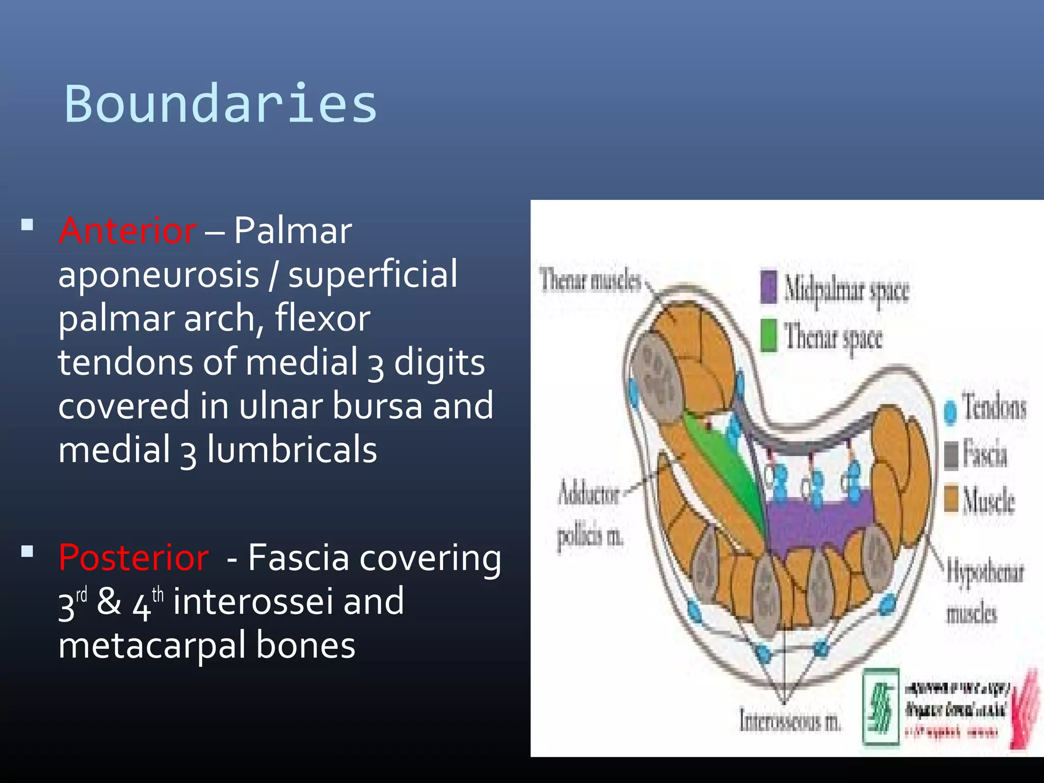Palmar spaces - Types / contents | PPT