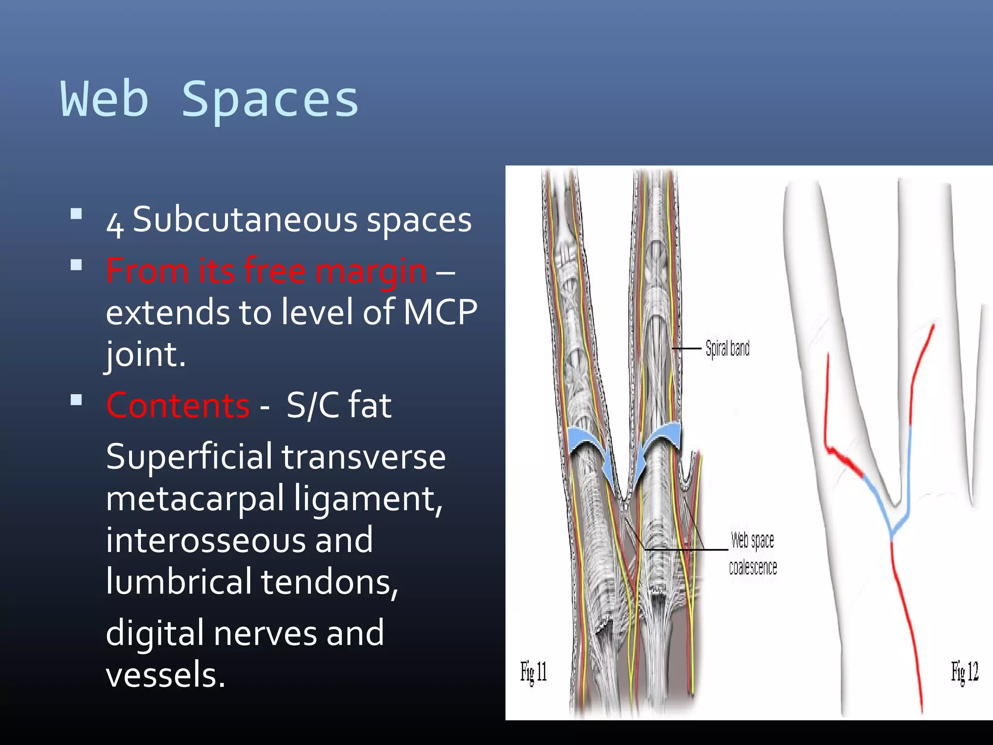 Palmar spaces - Types / contents | PPT