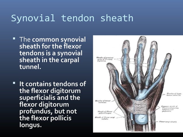 Palmar spaces - Types / contents | PPT