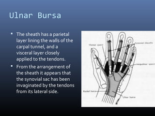 Palmar spaces - Types / contents | PPT