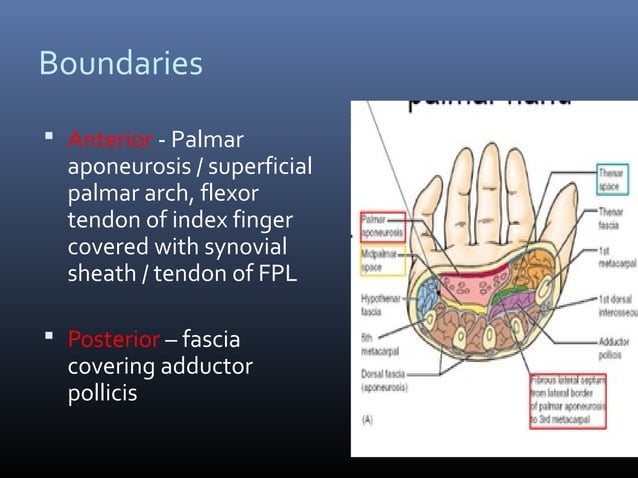 Palmar spaces - Types / contents | PPT