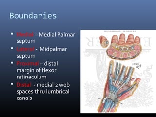 Palmar spaces - Types / contents | PPT