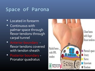 Palmar spaces - Types / contents | PPT