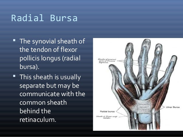 Palmar spaces - Types / contents
