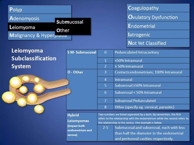 Palm coein clasification | PPTX