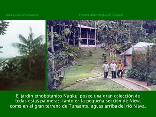 Palmeras en la etnobotánica aguaruna-huambisa | PPT