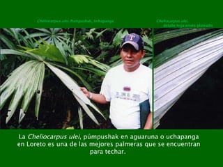 Palmeras en la etnobotánica aguaruna-huambisa | PPT