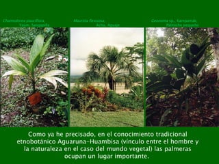 Palmeras en la etnobotánica aguaruna-huambisa | PPT