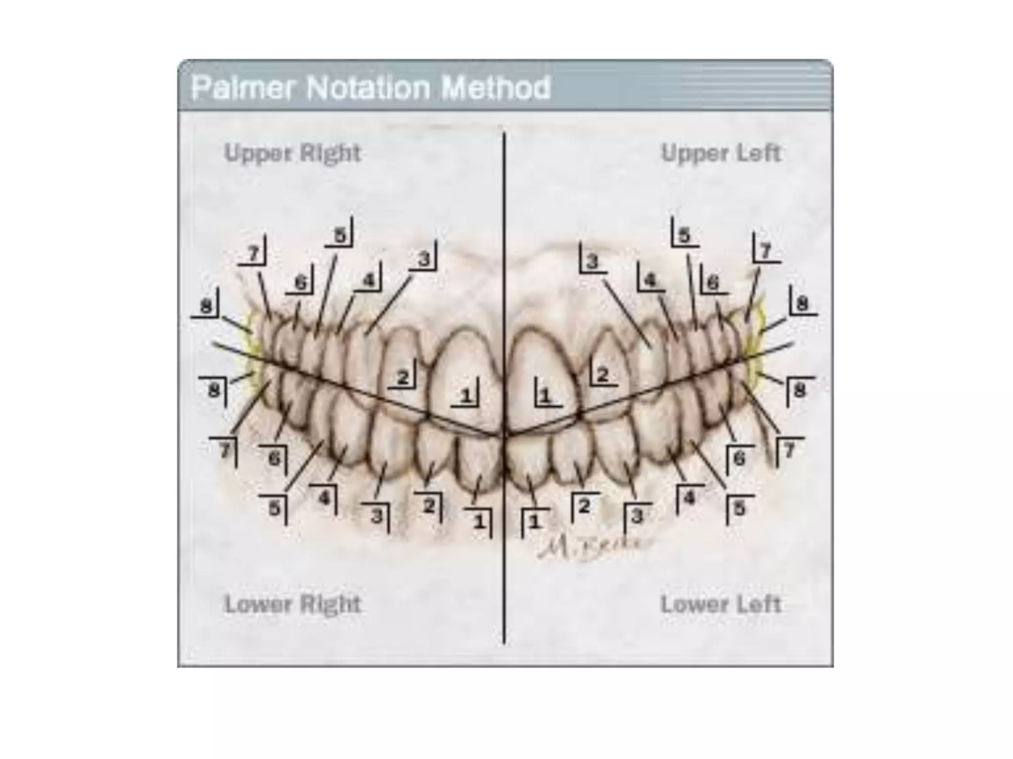Palmer notation, fdi | PPTX