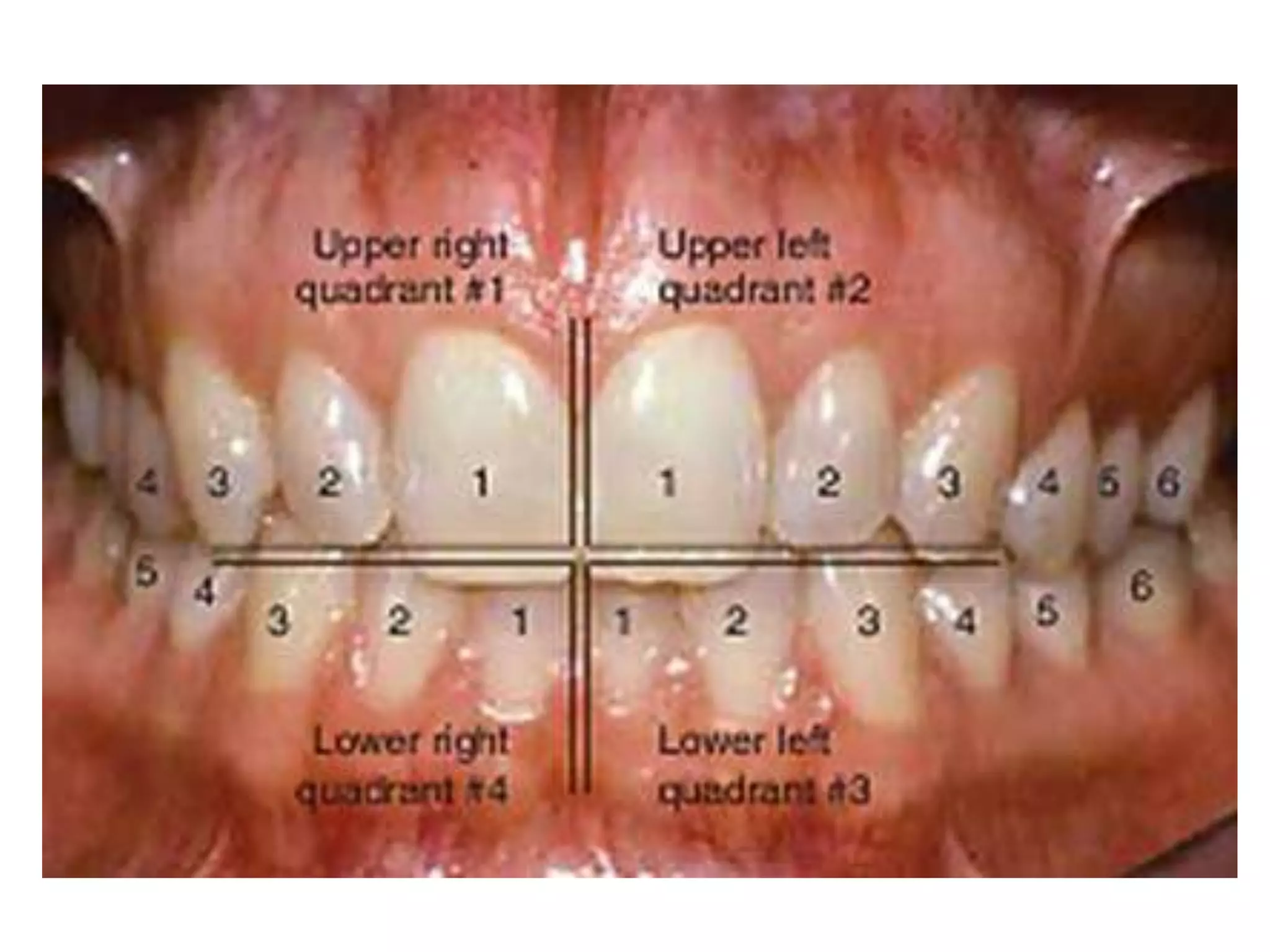Palmer notation, fdi | PPTX