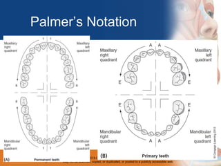 Palmer notation, fdi | PPTX