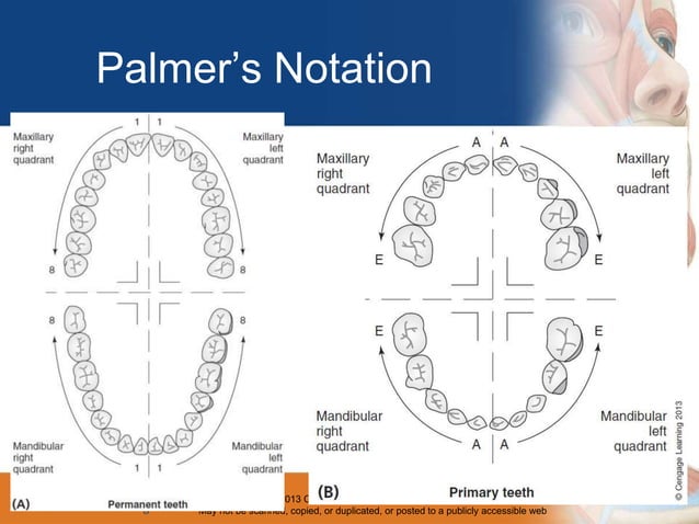 Palmer notation, fdi | PPTX | Dental Health | Diseases and Conditions
