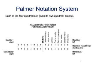 Palmer notation, fdi | PPTX