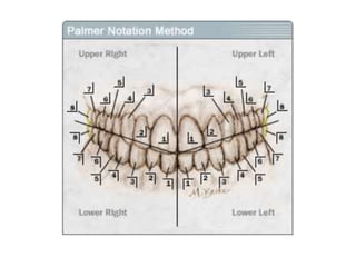 Palmer notation, fdi | PPTX