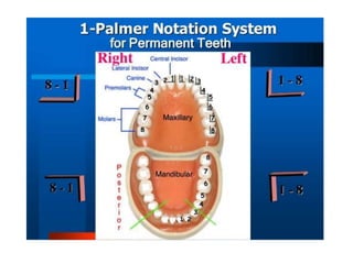 Palmer notation, fdi | PPTX