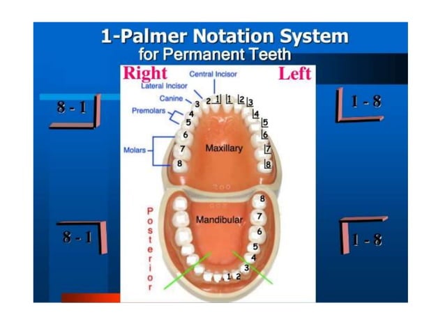 Palmer notation, fdi | PPTX | Dental Health | Diseases and Conditions