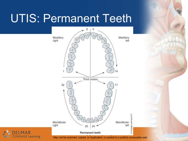 Palmer notation, fdi | PPTX | Dental Health | Diseases and Conditions