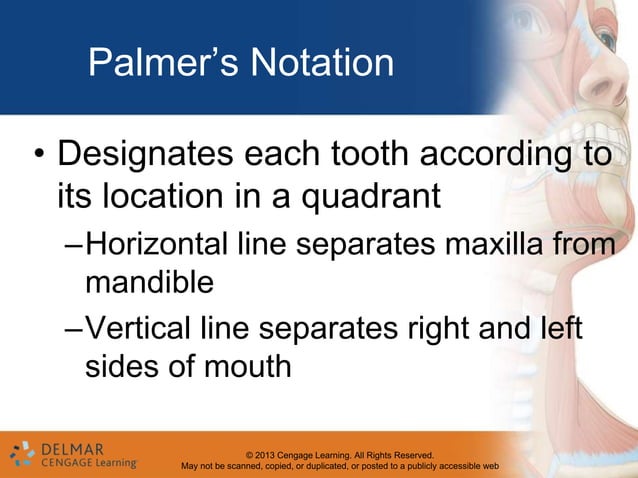 Palmer notation, fdi | PPTX | Dental Health | Diseases and Conditions