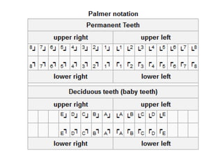 Tooth Numbering System Palmer