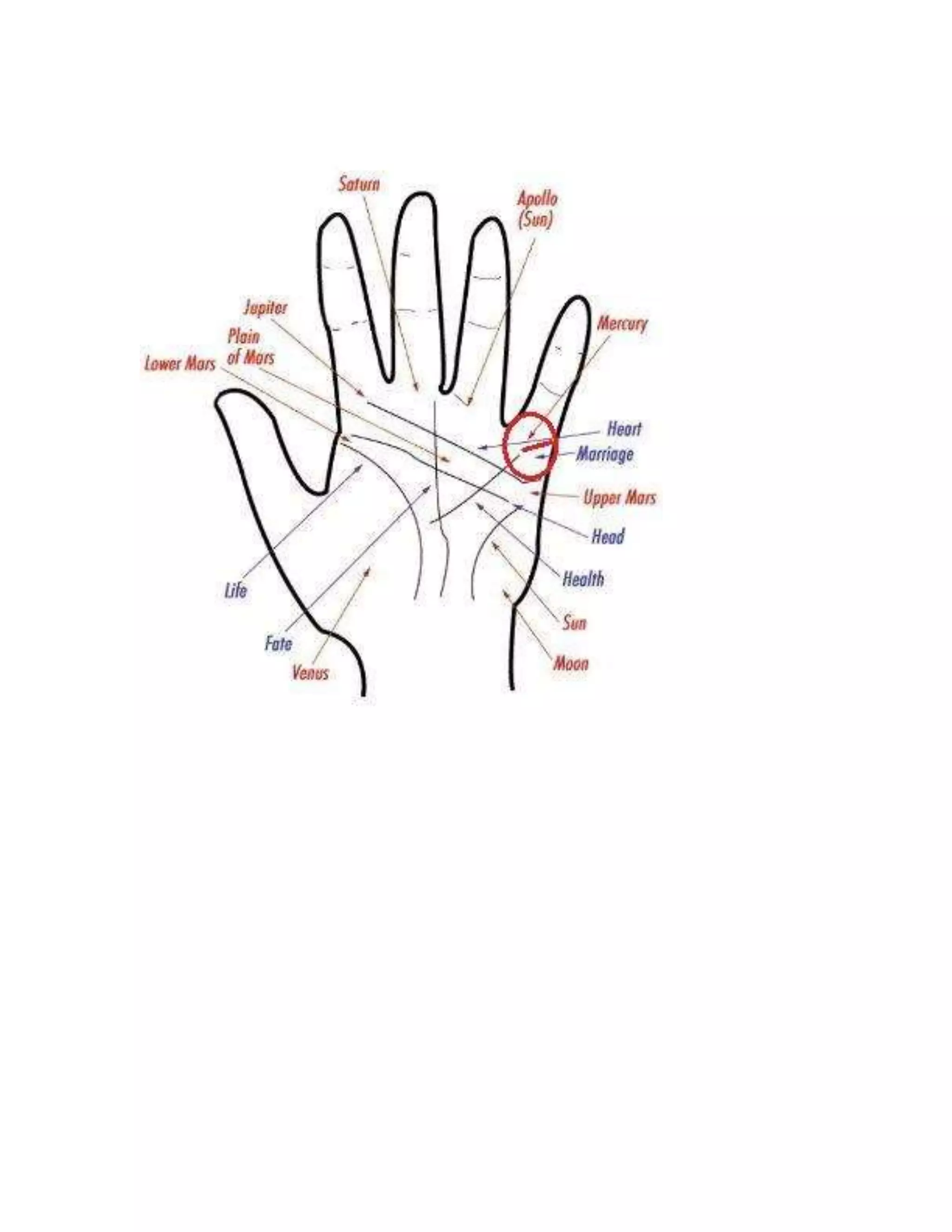 Palmistry hands lines with segment like mercury & freinds line . | DOCX