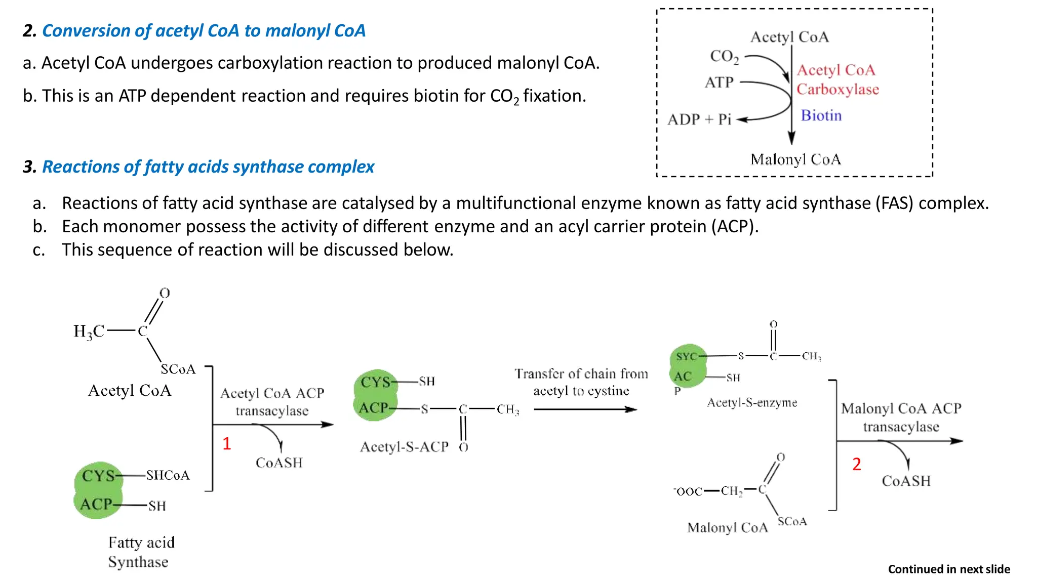 Palmitic acid synthesis with the help of coolege bsc 3rd semester | PDF