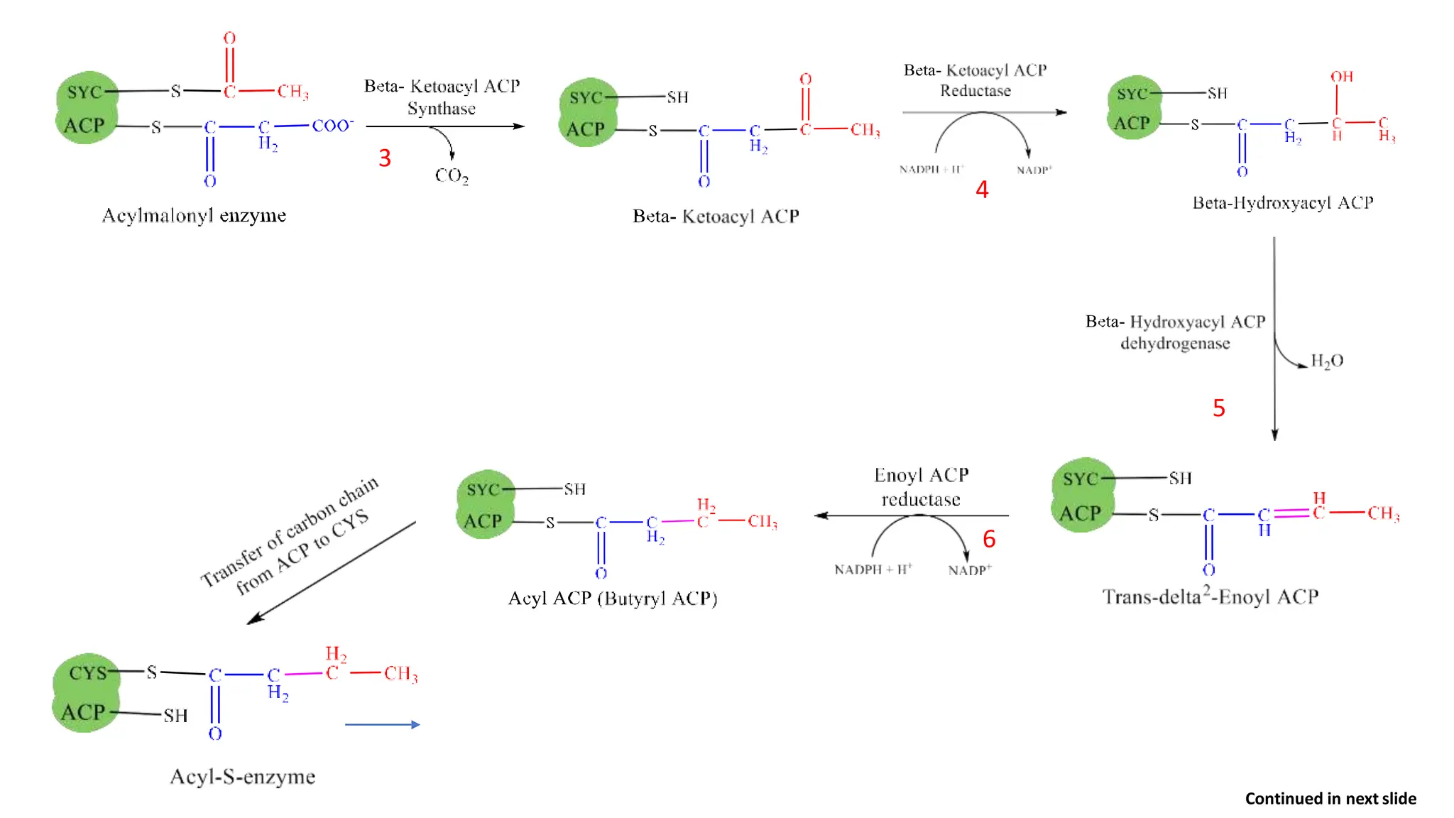 Palmitic acid synthesis with the help of coolege bsc 3rd semester | PDF