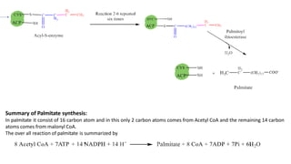 Palmitic acid synthesis with the help of coolege bsc 3rd semester | PDF